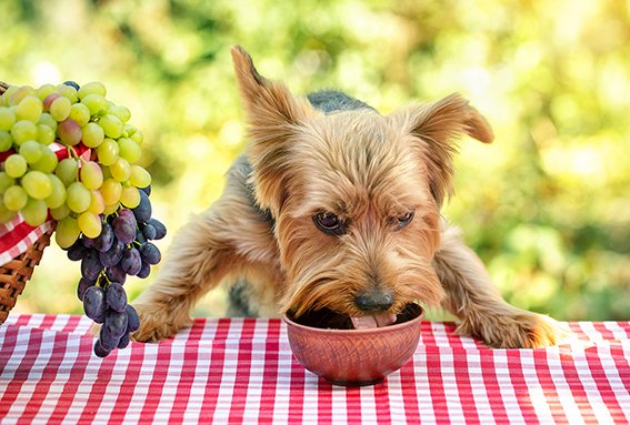 Comida Natural para cachorro